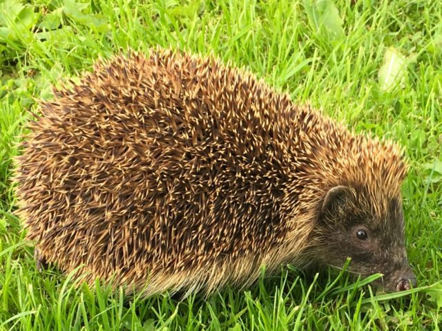 Biohazardous hedgehogs…multistate salmonellosis outbreak | Worms ...