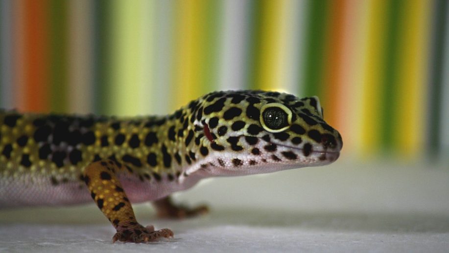 Outbreak Report #2: Salmonella from geckos | Worms & Germs Blog