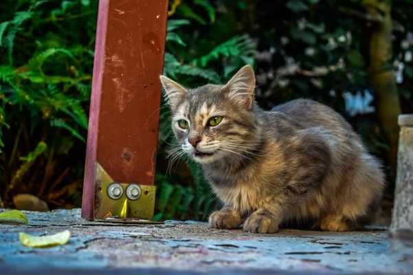 Cat Scratch Disease in a Child | Worms & Germs Blog