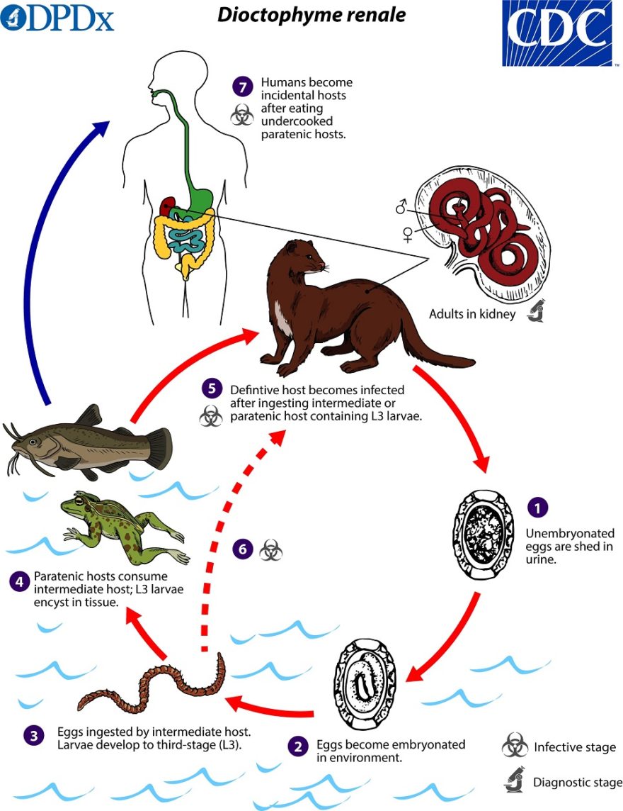 Giant Kidney Worm in Dogs | Worms & Germs Blog