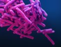 Tuberculosis in a Dog | Worms & Germs Blog