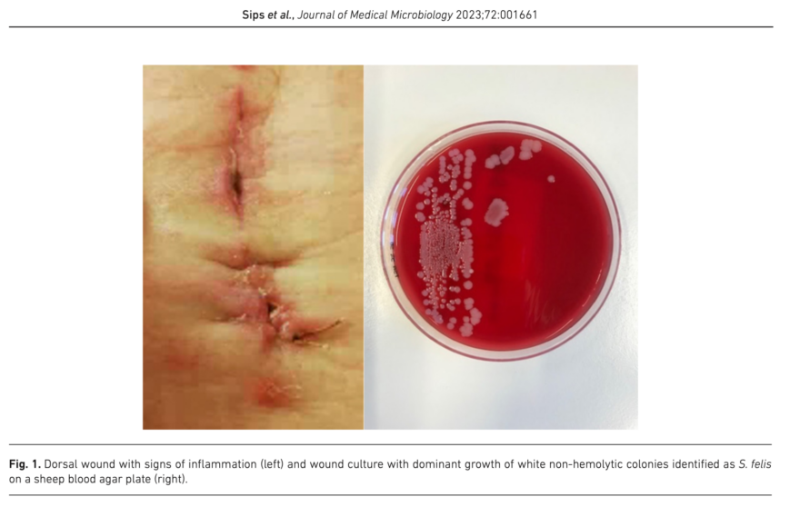 Worms & Germs Blog | Resources for Animals, Humans & Infectious Disease ...