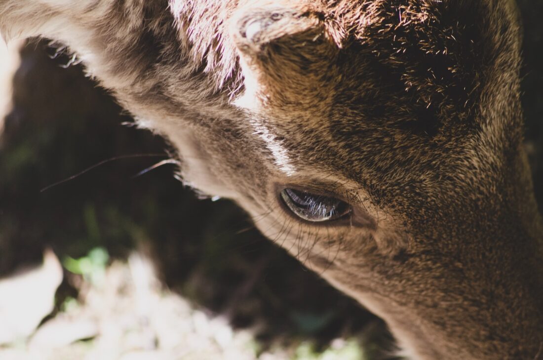 Antimicrobial Resistance, Animals and a Pandemic Instrument | Worms ...