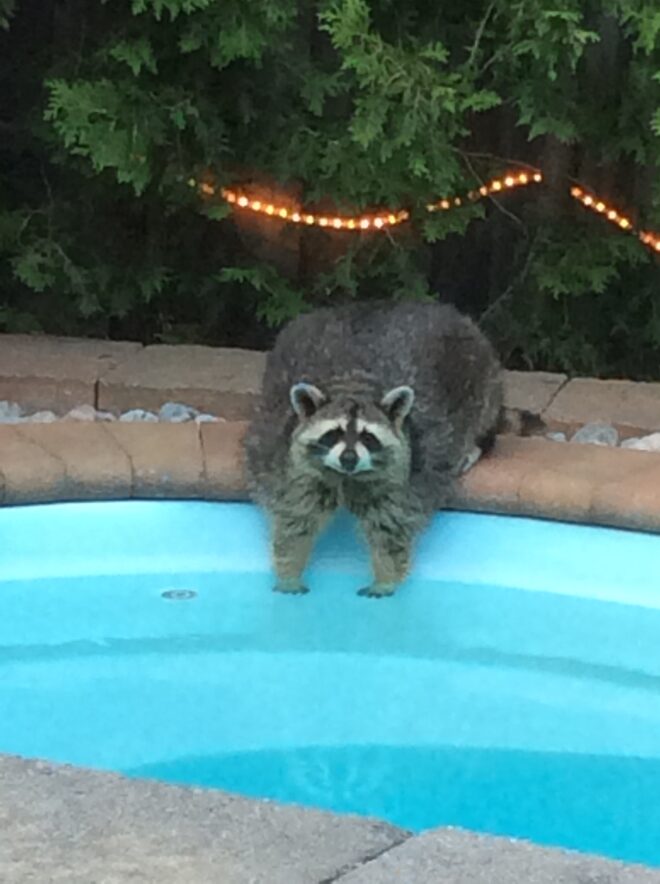 Raccoons, Raccoon Roundworms and Swimming Pools | Worms & Germs Blog