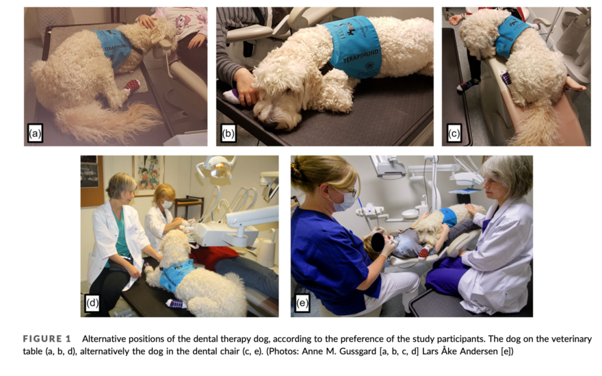 Dental Therapy Dogs | Worms & Germs Blog