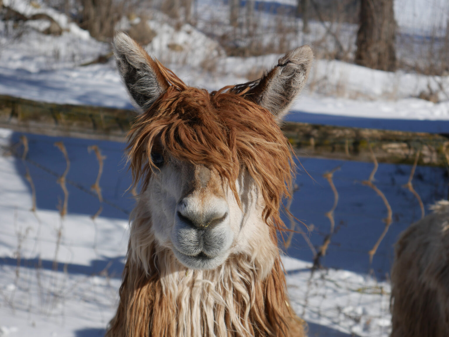 Weird Parasites and Neurological Disease: The Saga of Mickey the Alpaca ...