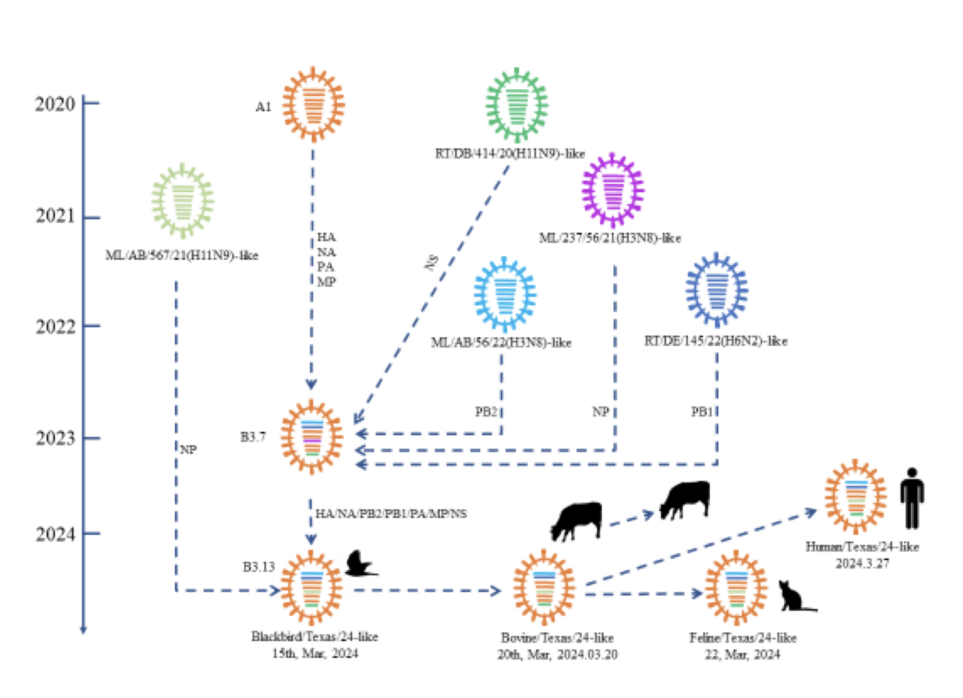 H5N1 Avian Flu in Dairy Cattle, Texas: New Pre-Print Data | Worms ...