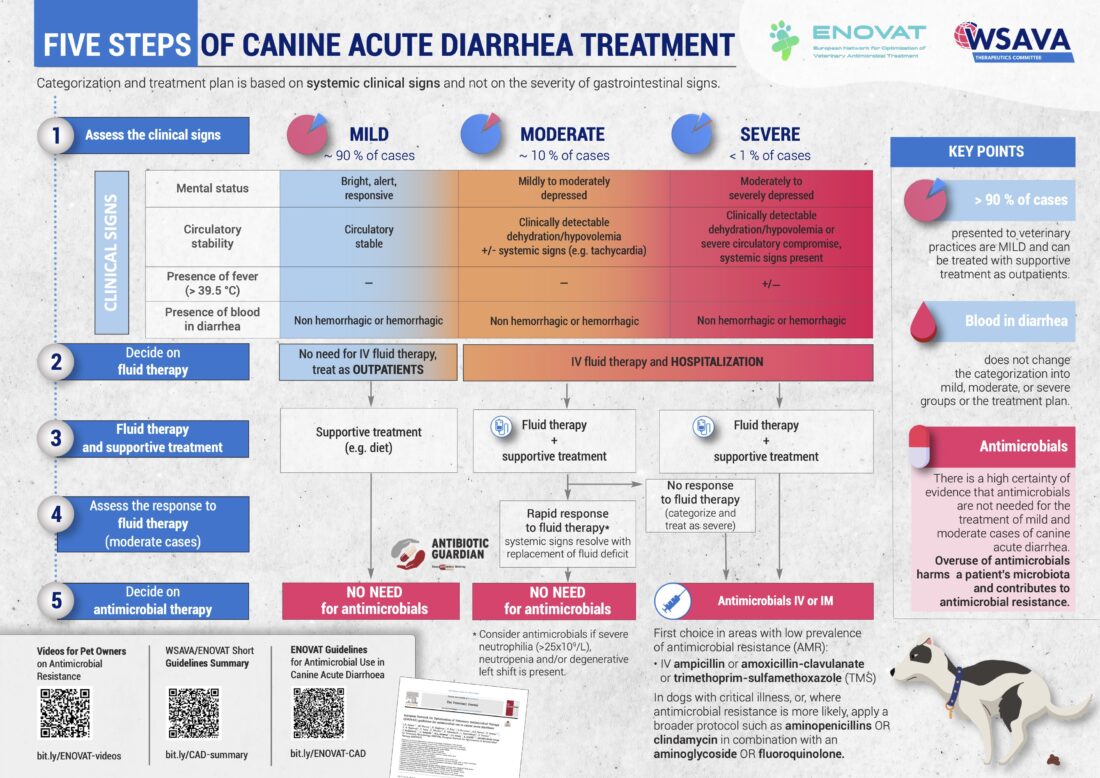 Infographic: Canine Acute Diarrhea Treatment | Worms & Germs Blog