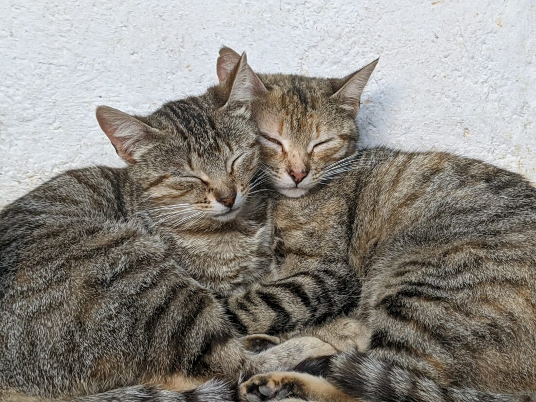 Antiviral Resistance in Cats, Part 2: GS-441524 | Worms & Germs Blog