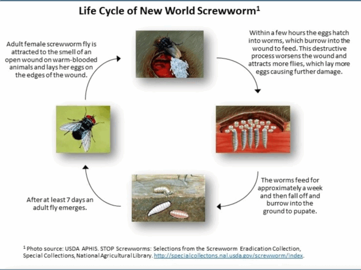 New World Screwworm: Primer for Canadian Veterinarians | Worms & Germs Blog